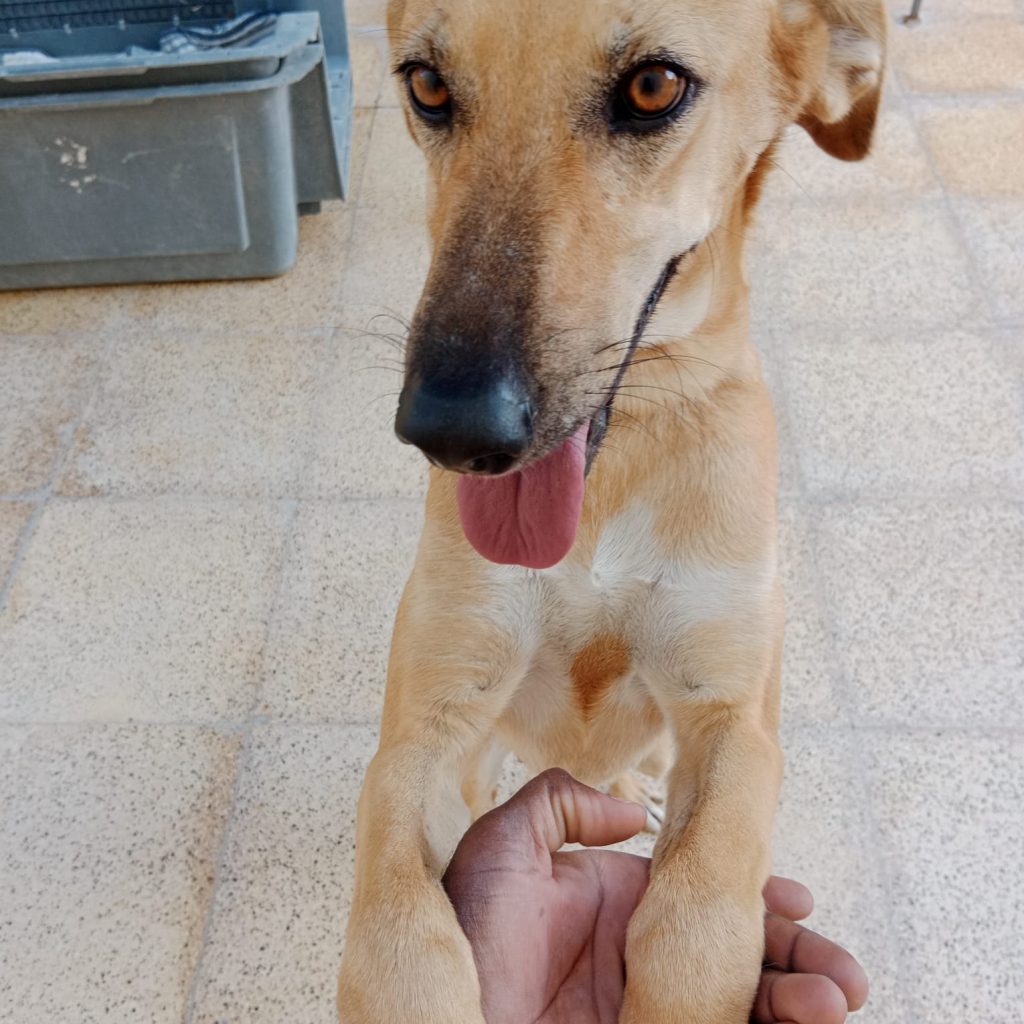 Dogs Available For Adoption - Paws Rescue UK