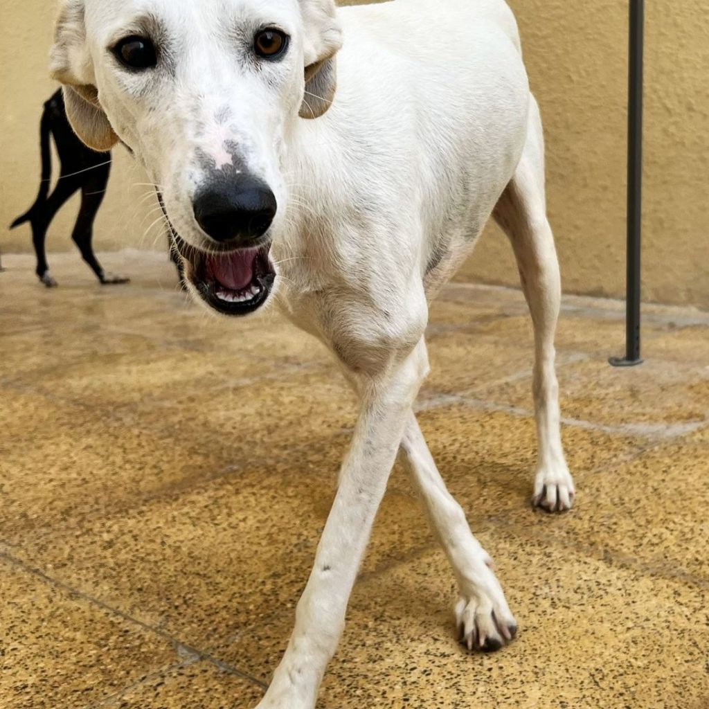 Dogs Available For Adoption - Paws Rescue UK