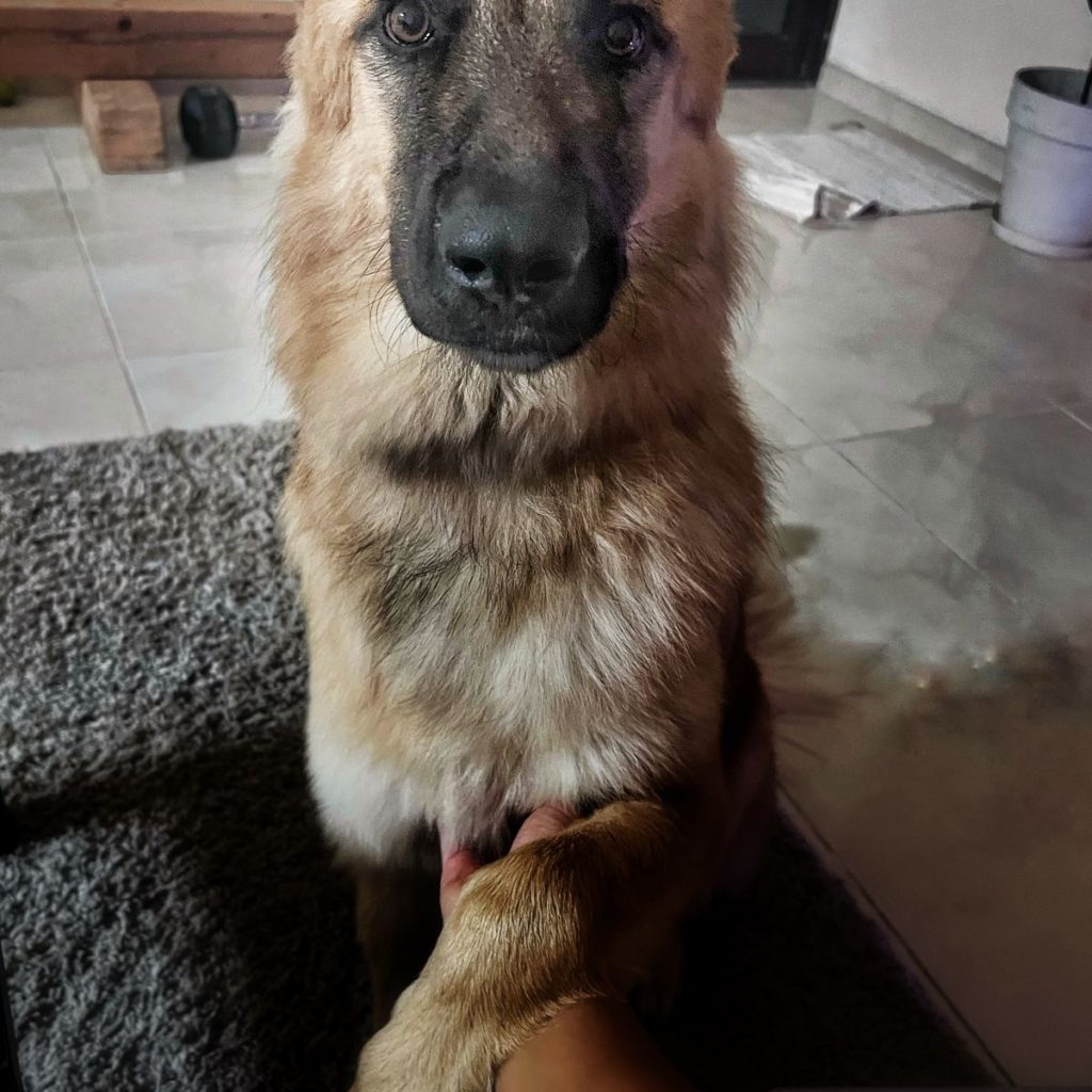 Dogs Available For Adoption - Paws Rescue UK