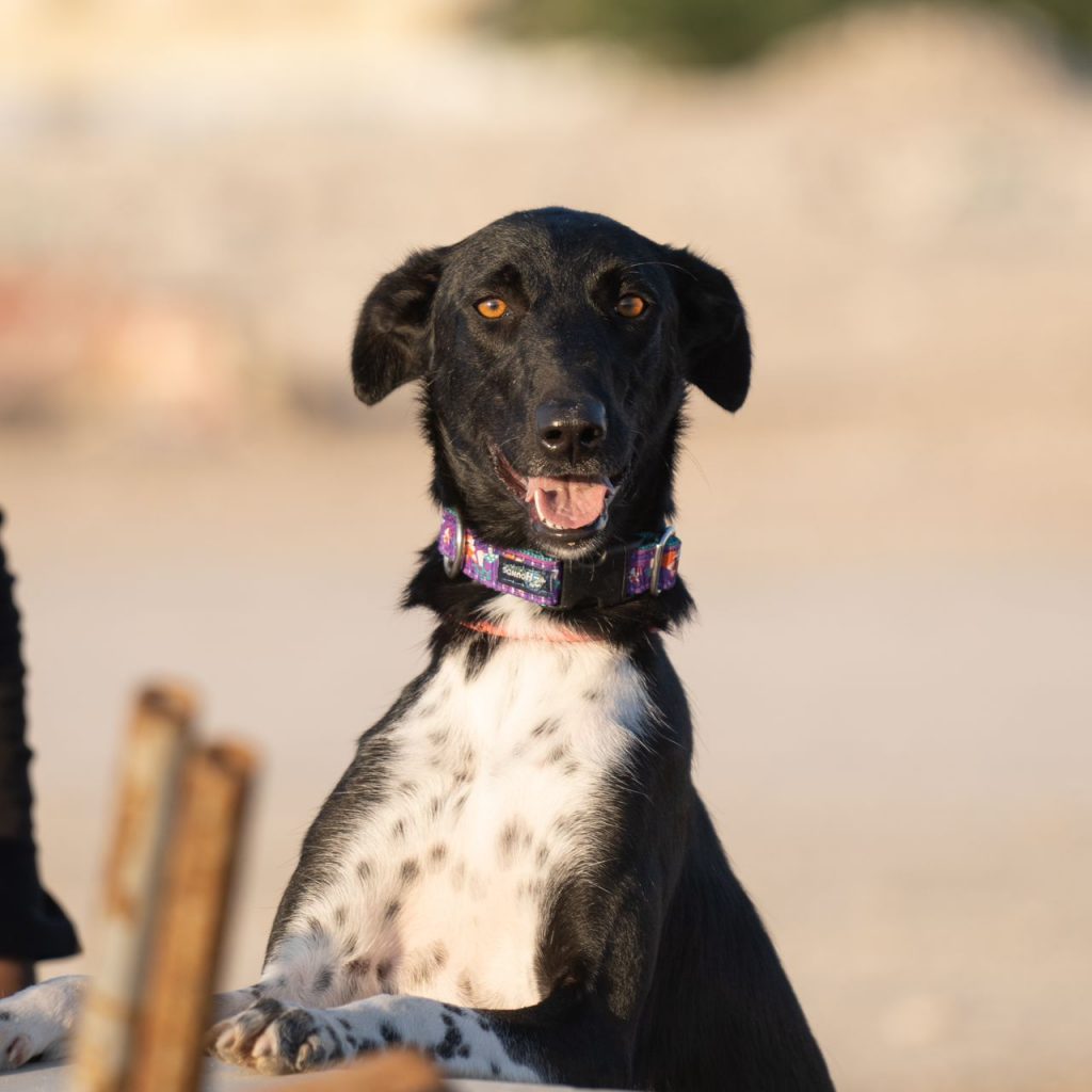 Dogs Available For Adoption - Paws Rescue UK