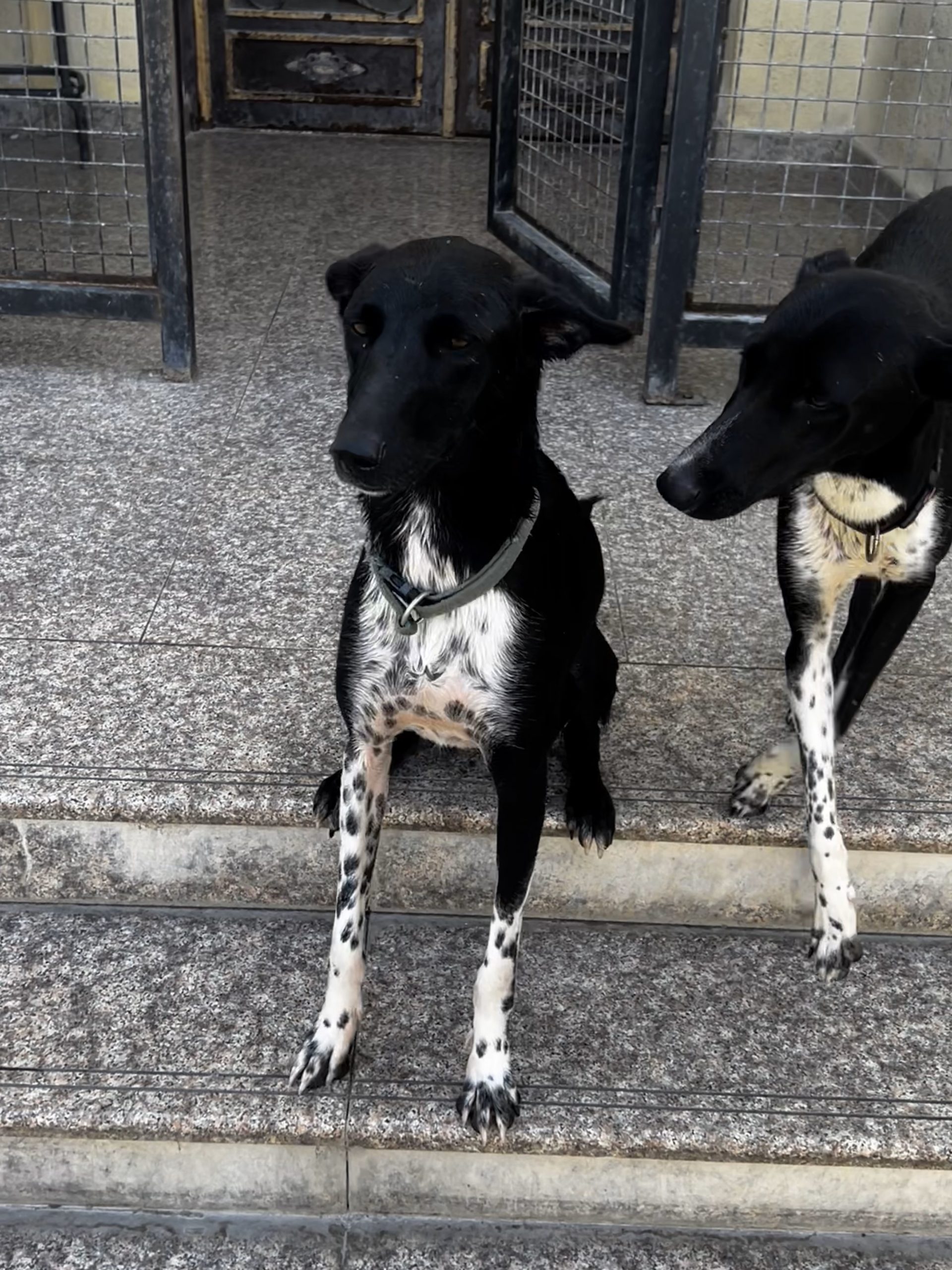 Dogs Available For Adoption - Paws Rescue UK