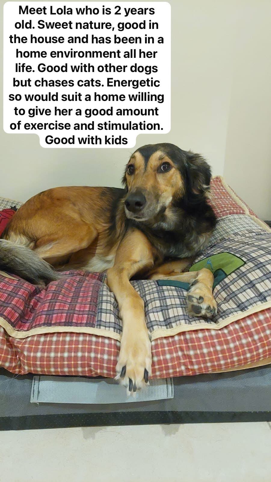 Lola - Paws Rescue UK