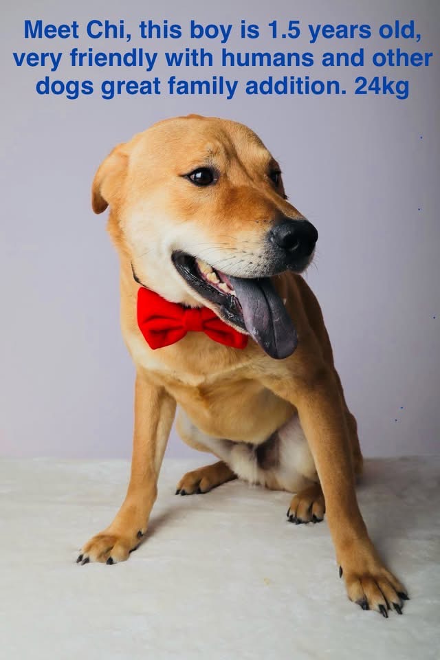 Dogs Available For Adoption - Paws Rescue UK