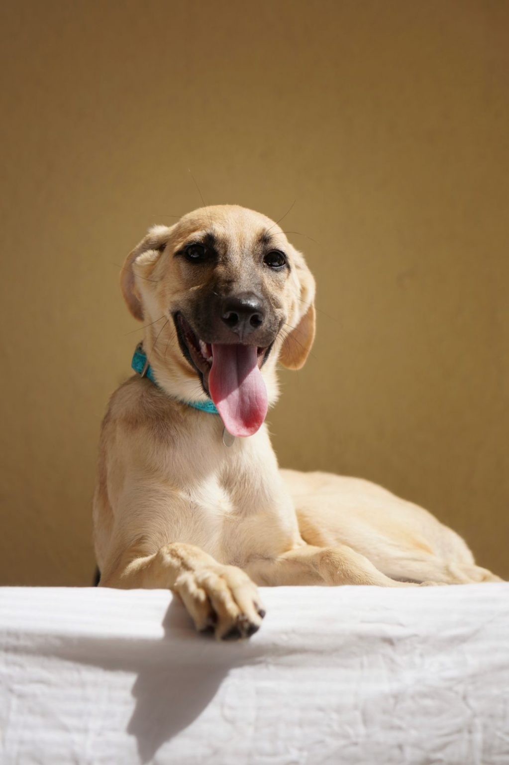 Dogs Available For Adoption - Paws Rescue UK