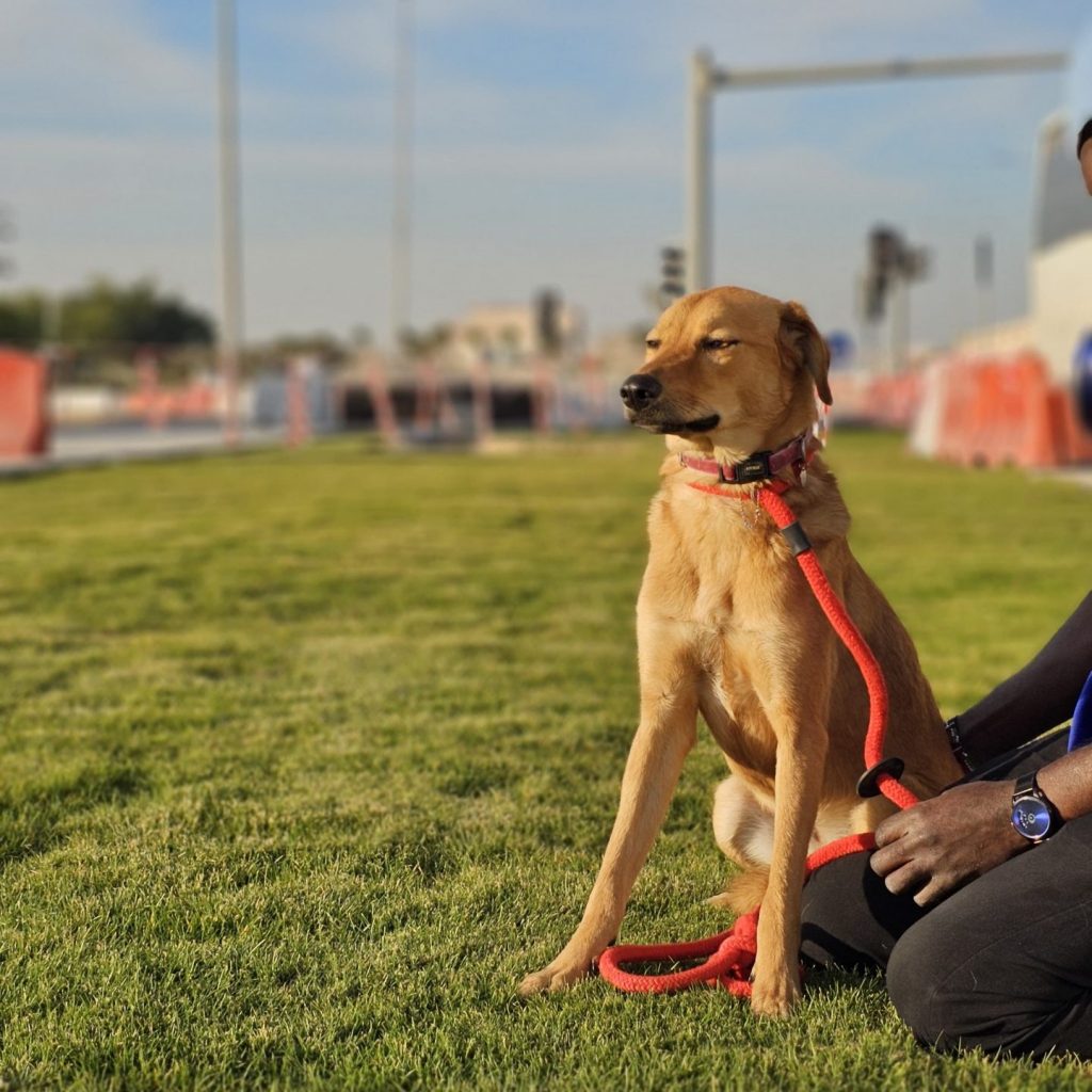 Dogs Available For Adoption - Paws Rescue UK